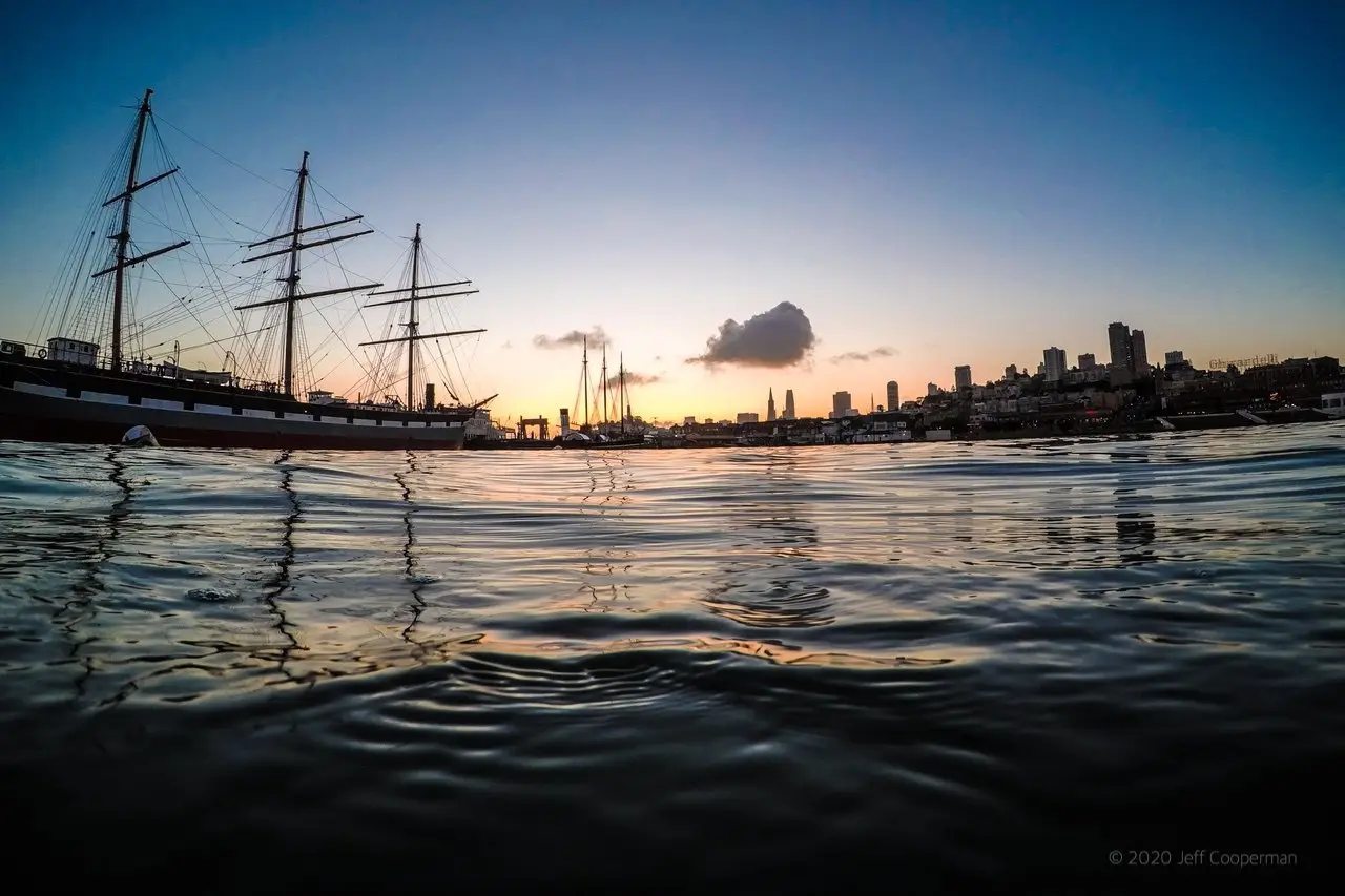 Sea Lions and Seals in San Francisco: Swimmer Risks and Safety